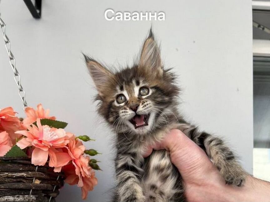 Котята Мейн-кун