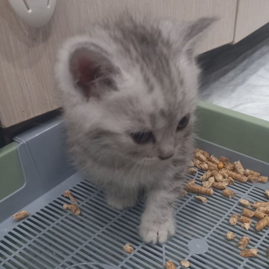 Шотландский прямоухий длинношёрстный котёнок