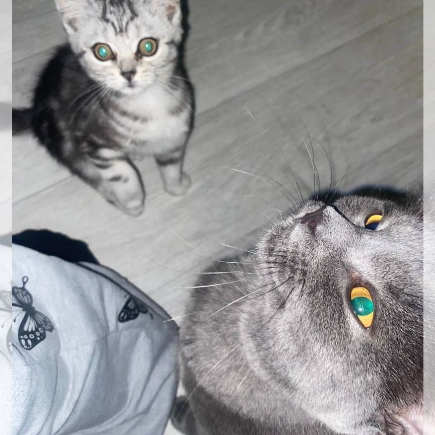 Кот и кошка