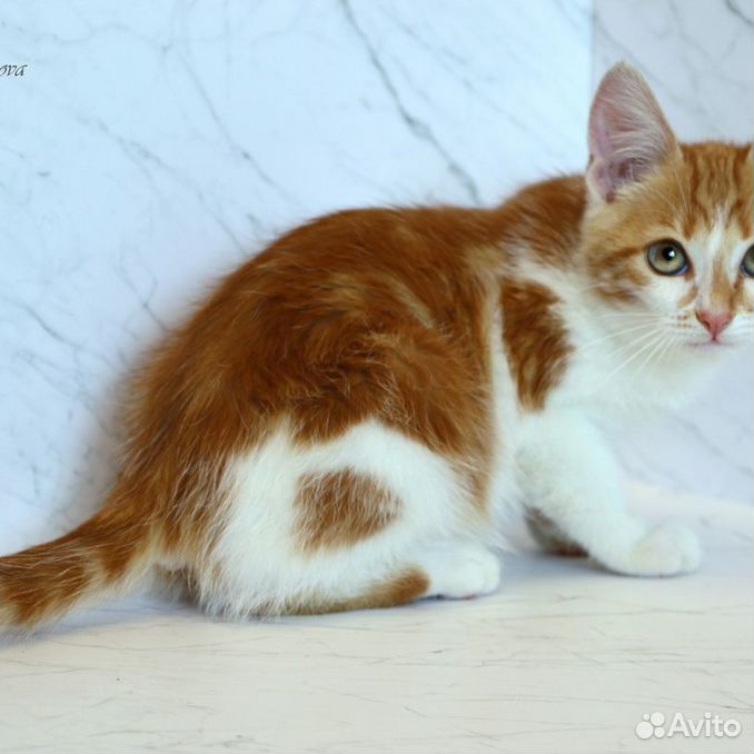 Котенок Патрик.Окрас красный мрамор. Возраст 3 мес