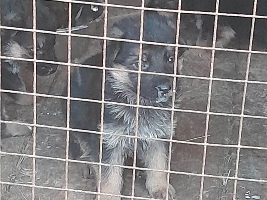 Продаются кутята. Немецкие чистокровные овчарки