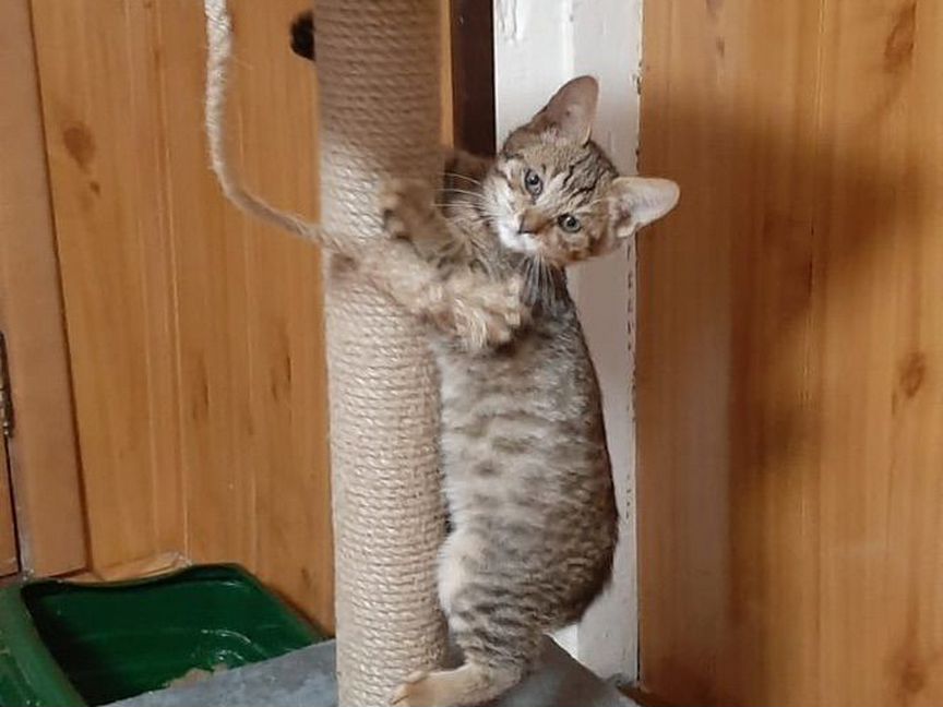 Бенгальские котята
