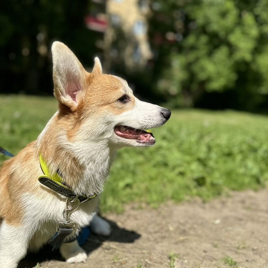 Вельш-корги пемброк. Девочка. 10 месяцев