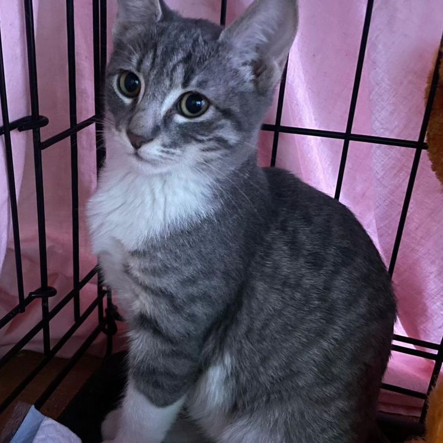Котик 4 мес ему в приюте