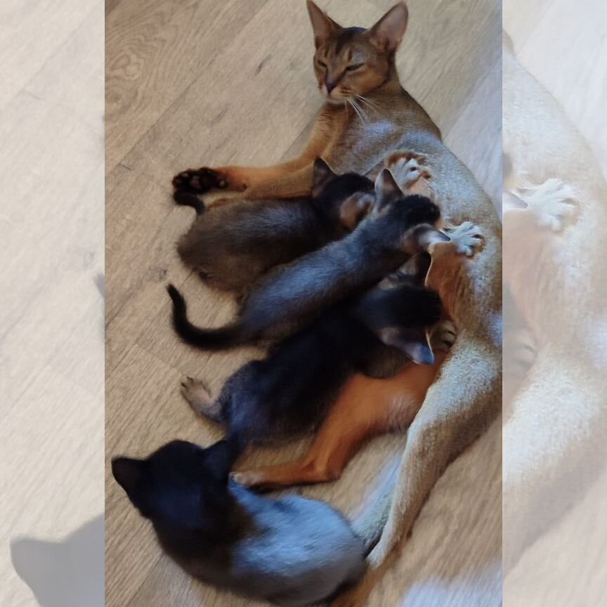 Котята от абиссинской кошки