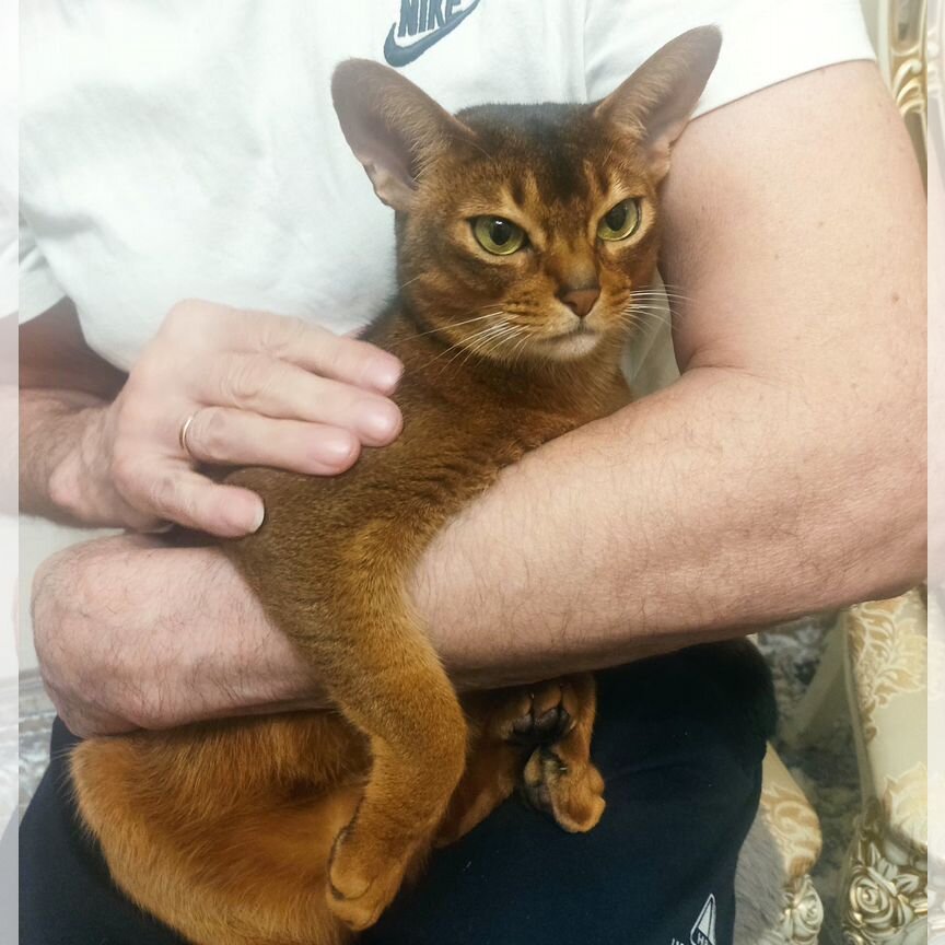 Абиссинская, взрослая кошка
