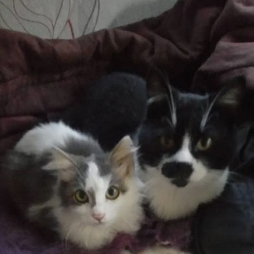 Котенок в добрые руки