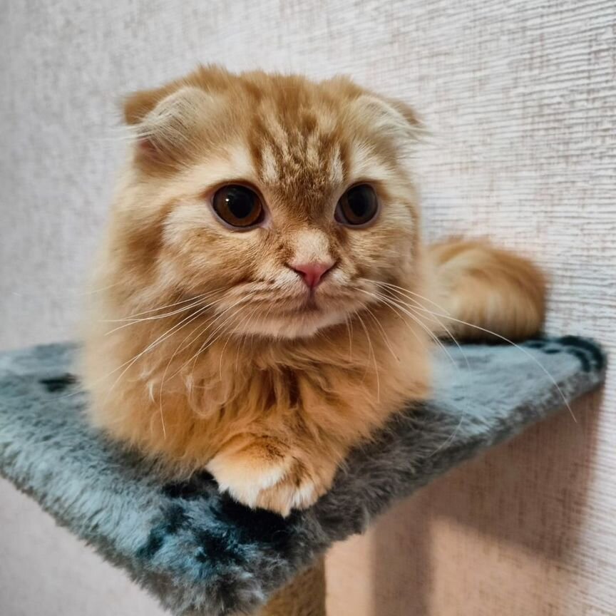 Кошечка в добрые руки бесплатно