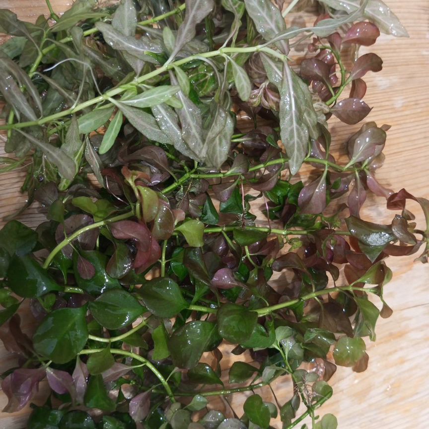 Аквариумные растения