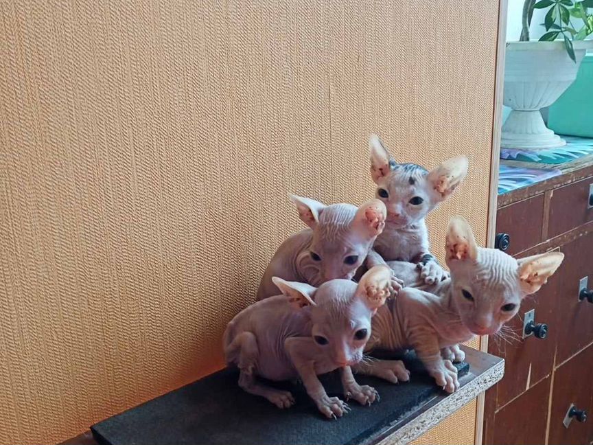 Котята донского сфинкса