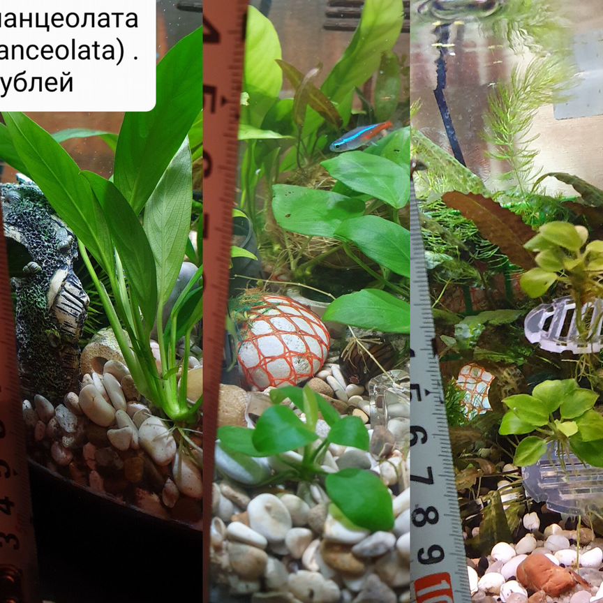 Анубиасы, Криптокорина, Улитки