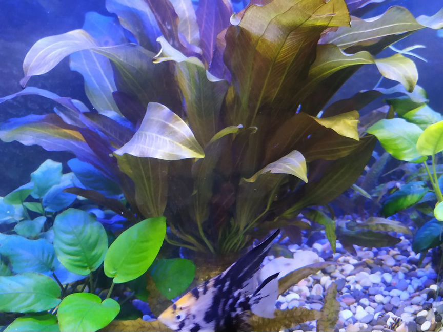 Растение для аквариума эхинодорус Reni