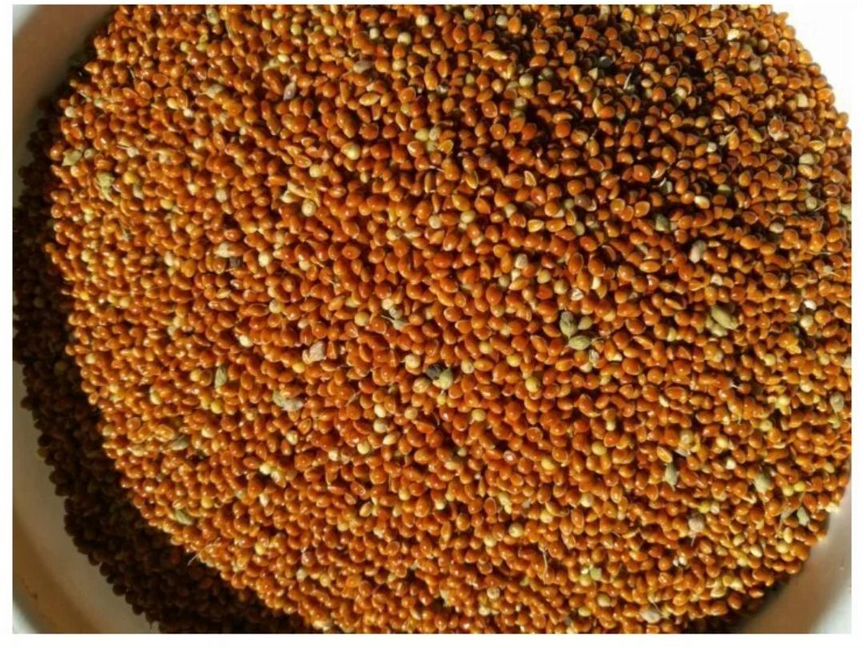 Просо для птиц