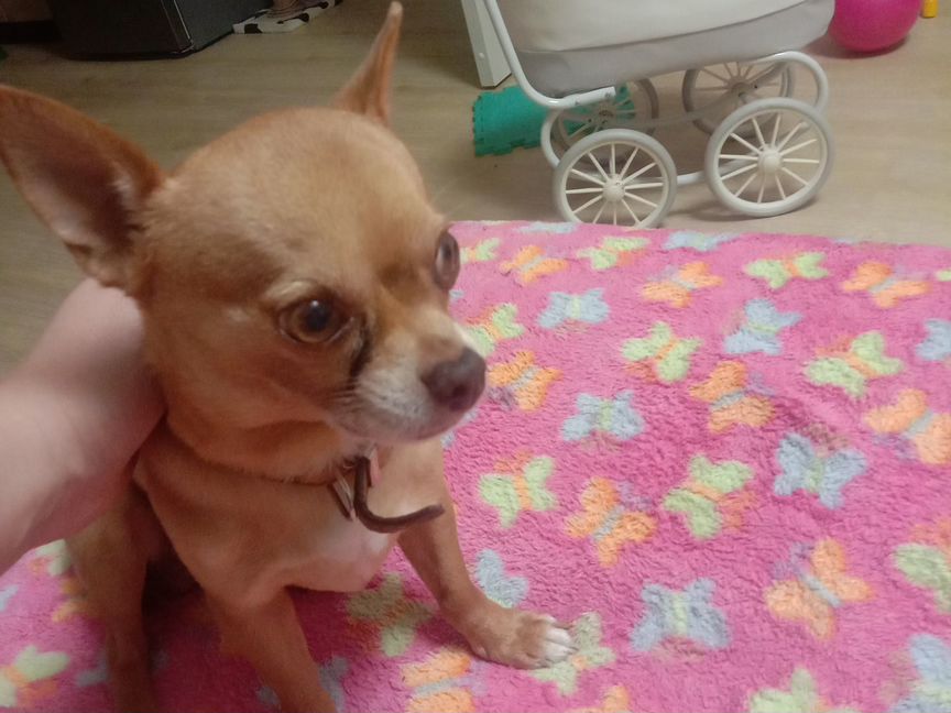 Вязка чихуахуа мальчик