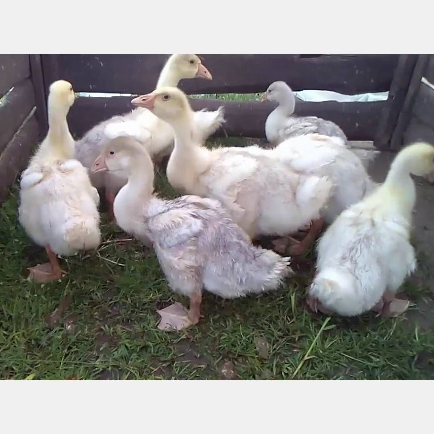 Продам гусят. Порода Линда, Серый Крупный