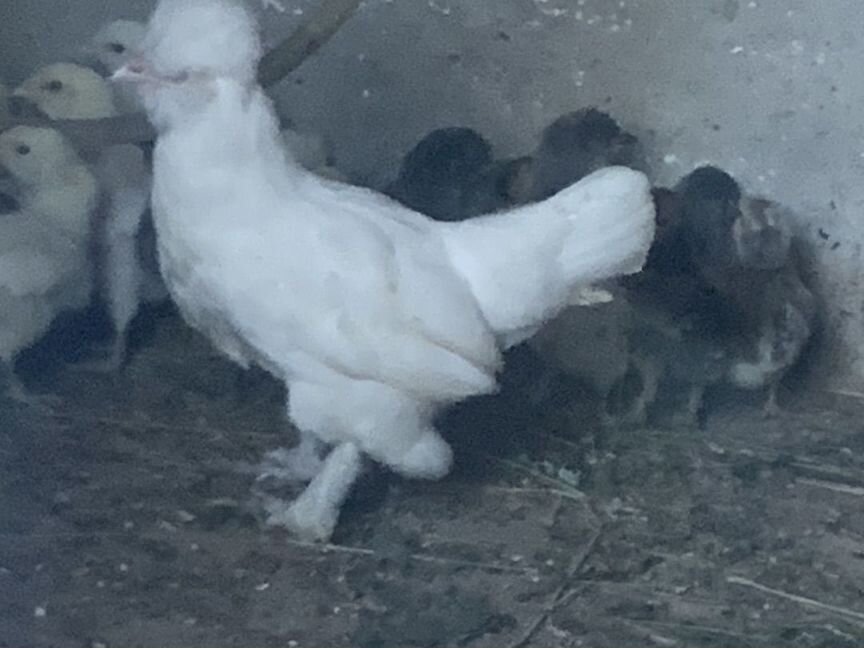 Цыплята турецкой султанки и китайской шелковой