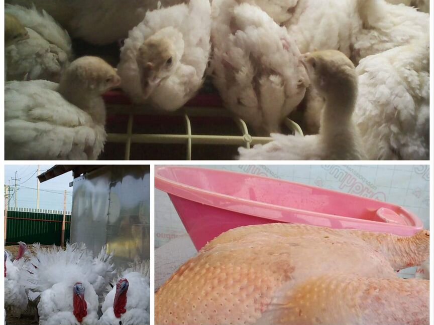 Индюшата биг6 двухнедельные