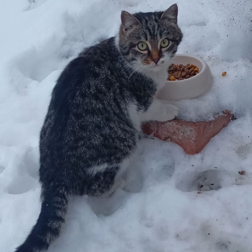Котята 5 месяцев