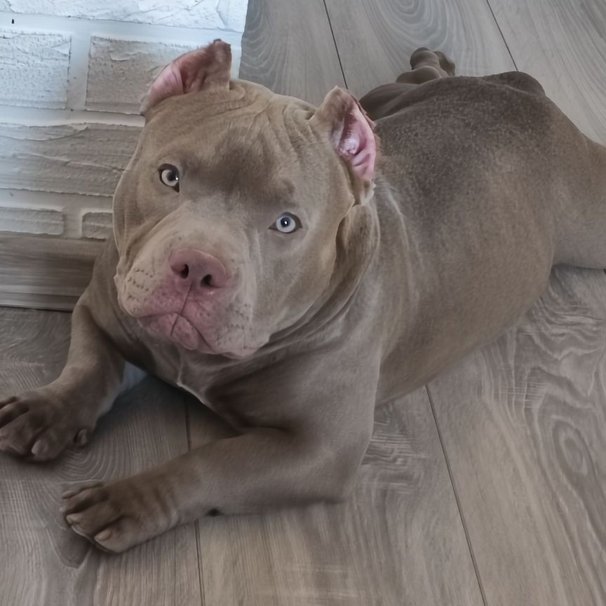 Американский булли, щенок