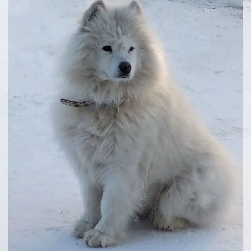 Самоедская собака, щенок