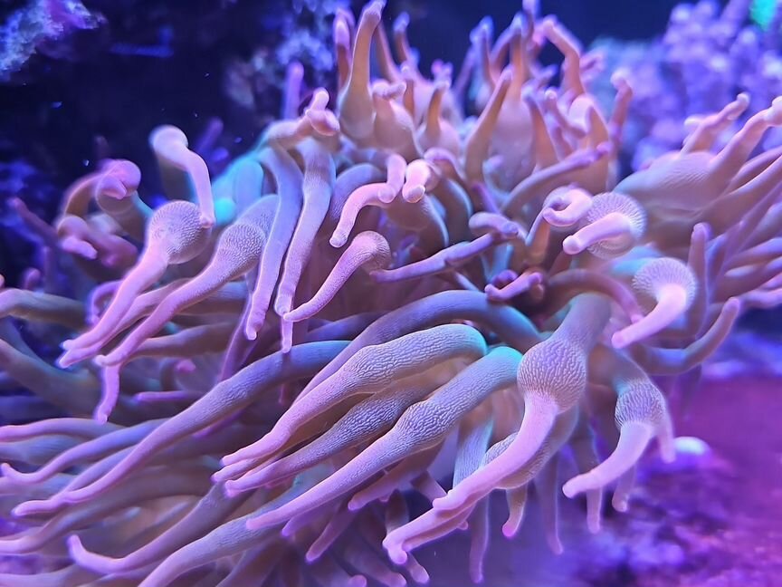 Актиния квадриколор