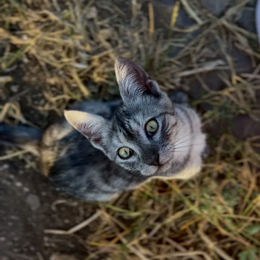 Котята в добрые руки бесплатно