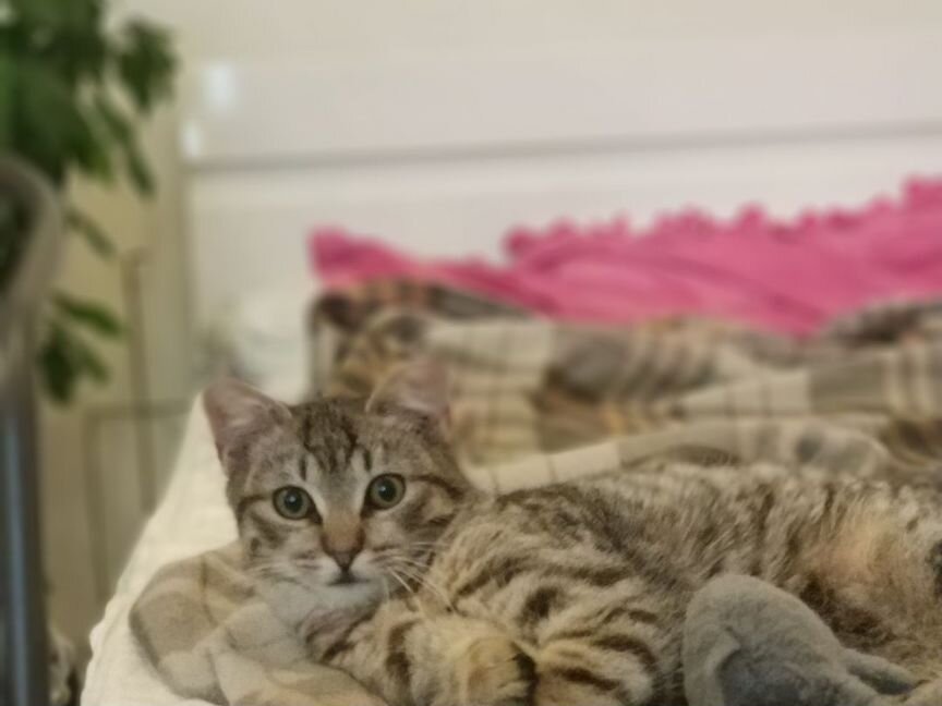 Самый ласковый котенок