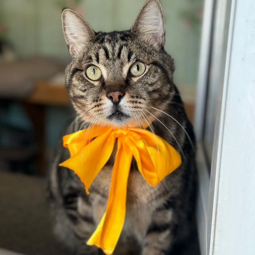 Кот Жан из приюта