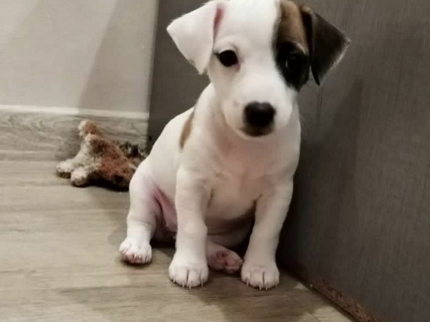 Щенок джек Рассел терьер