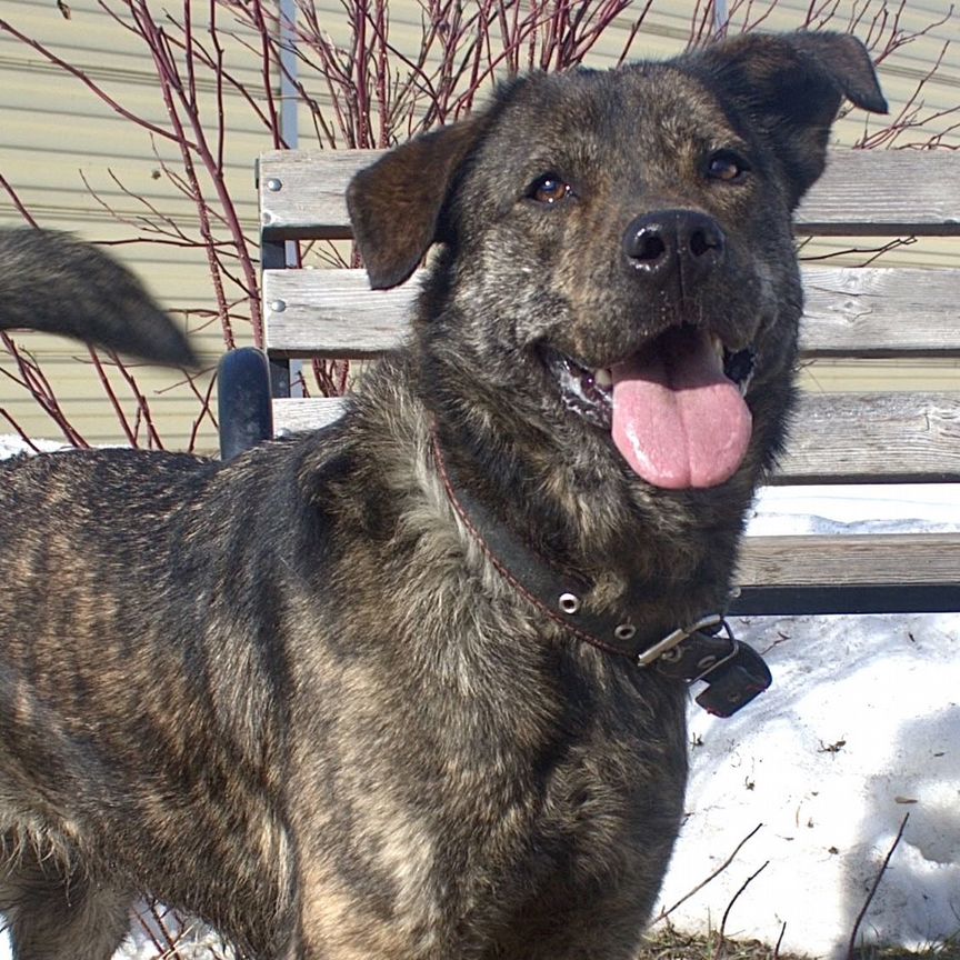 Взрослая собака в добрые руки