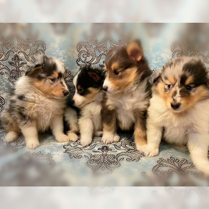 Щенки шелти