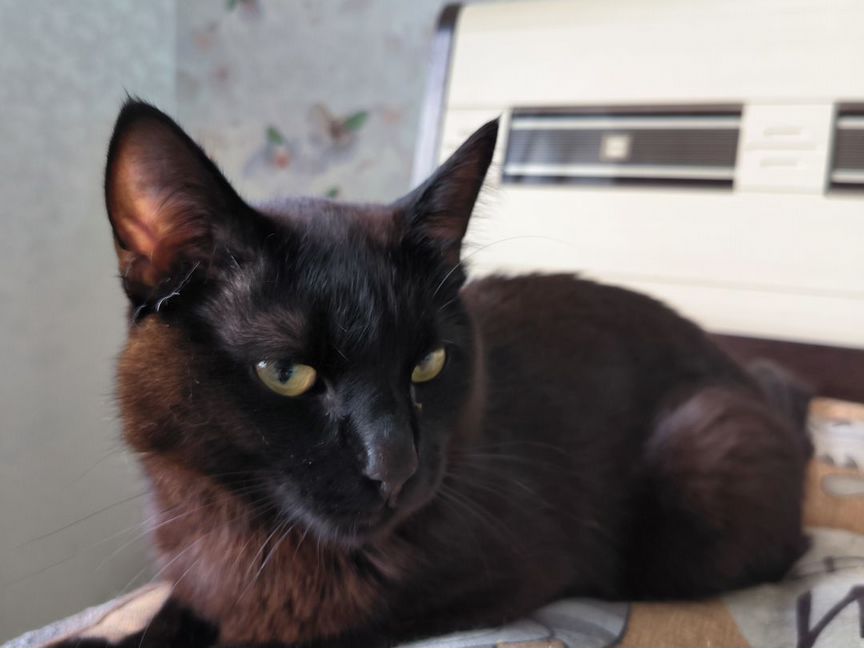 Черненький котик, 1 год в поиске дома