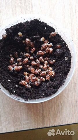 Африканские улитки