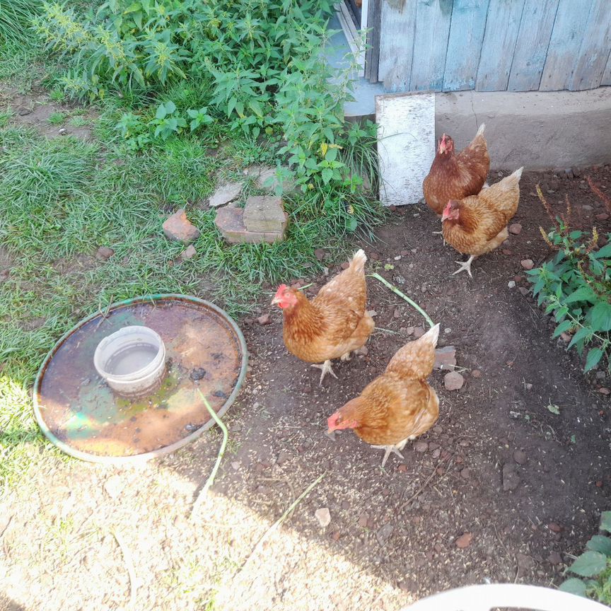 Куры несушки