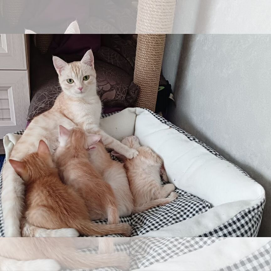 Отдам котят