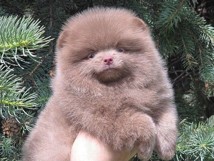 Лиловые шпицы