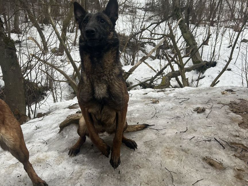 Бельгийская овчарка малинуа, 4 года