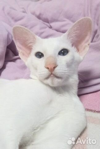 Ориентальный котенок котик