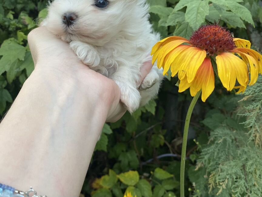 Болоночка микро девочка 1 мес