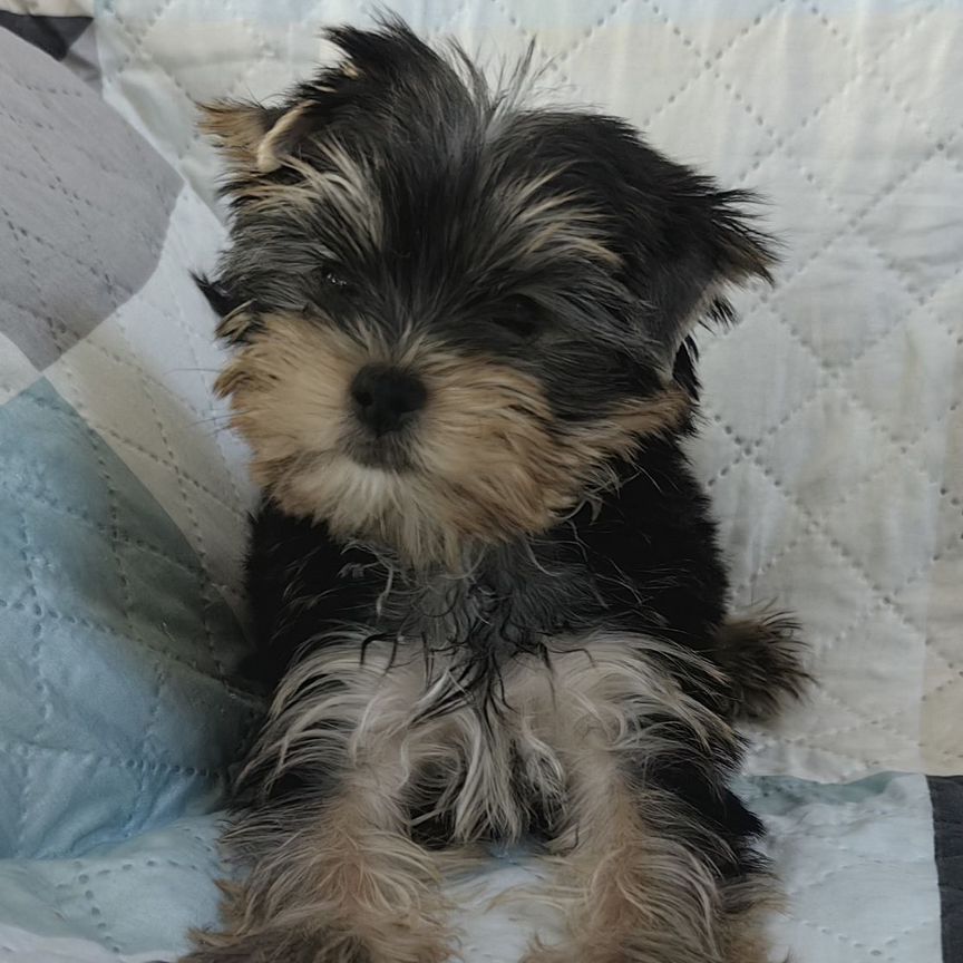 Йоркширский терьер щенки мальчик