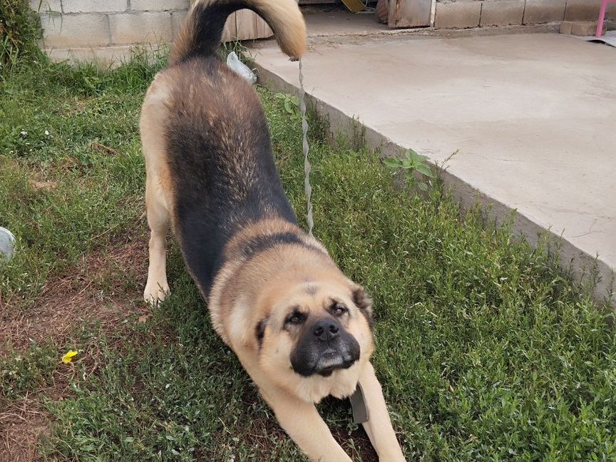 Босс и Гаррик