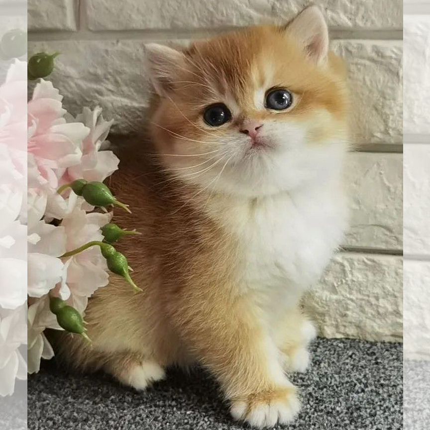 Британский короткошёрстный котёнок