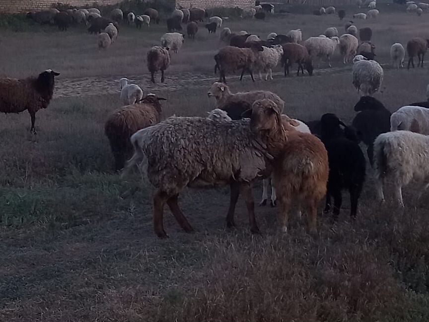 Овцы бараны ягнята оптом