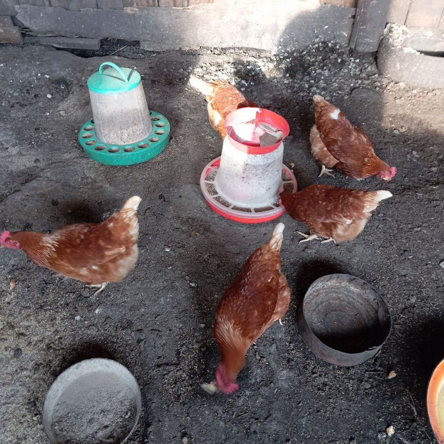 Куры несушки