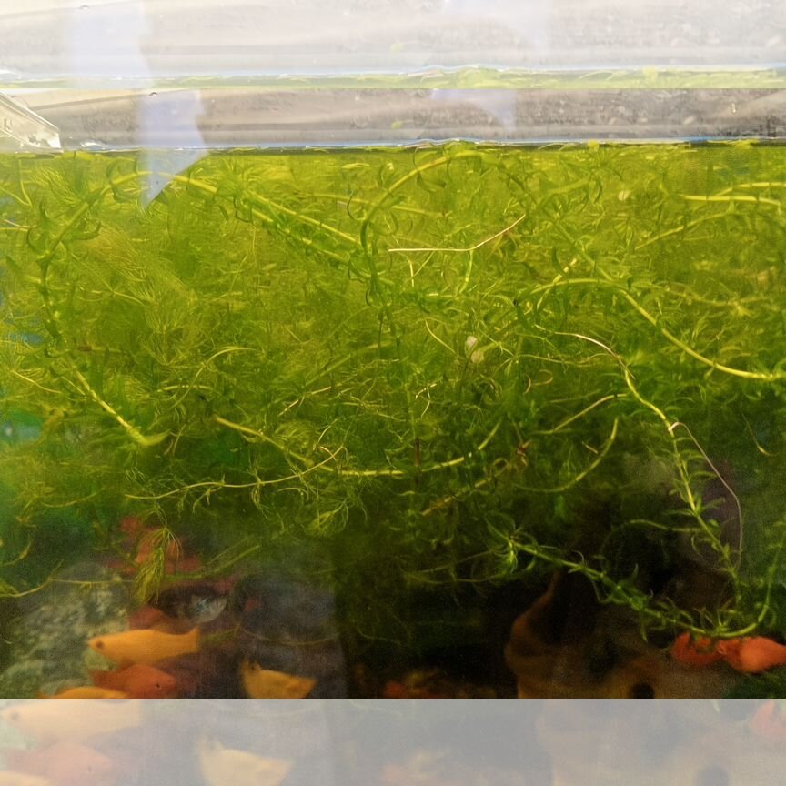 Роголистник и элодея