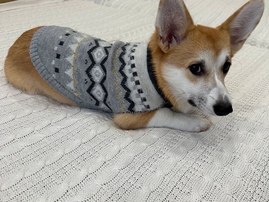 Костюм для собаки