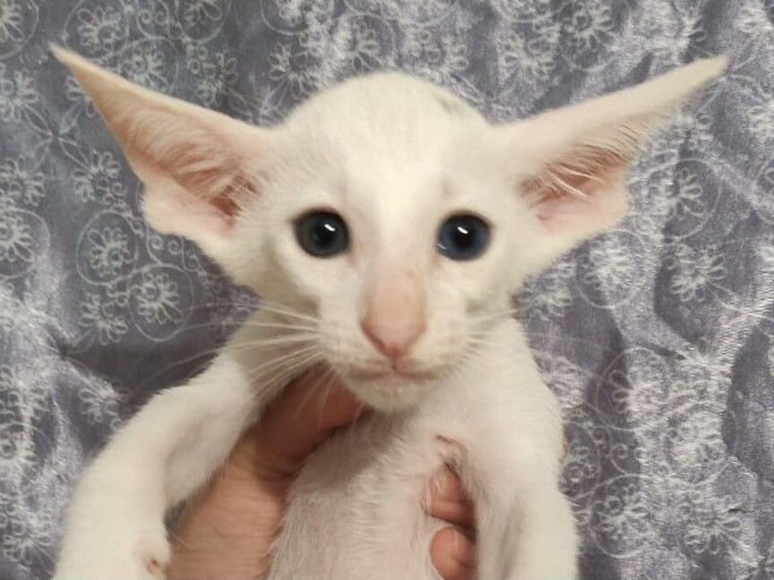 Белая разноглазая ориентальная кошечка