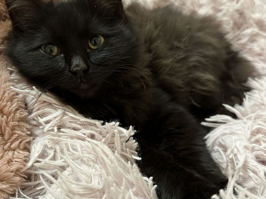 Кошка