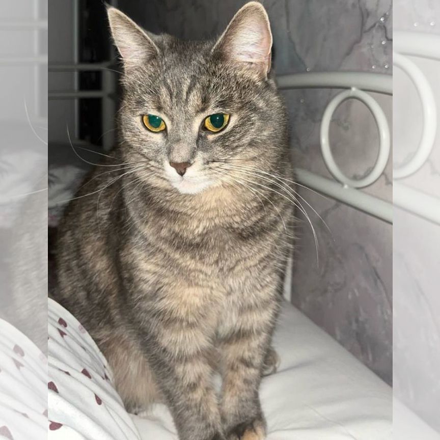 Отдам кошку в добрые руки