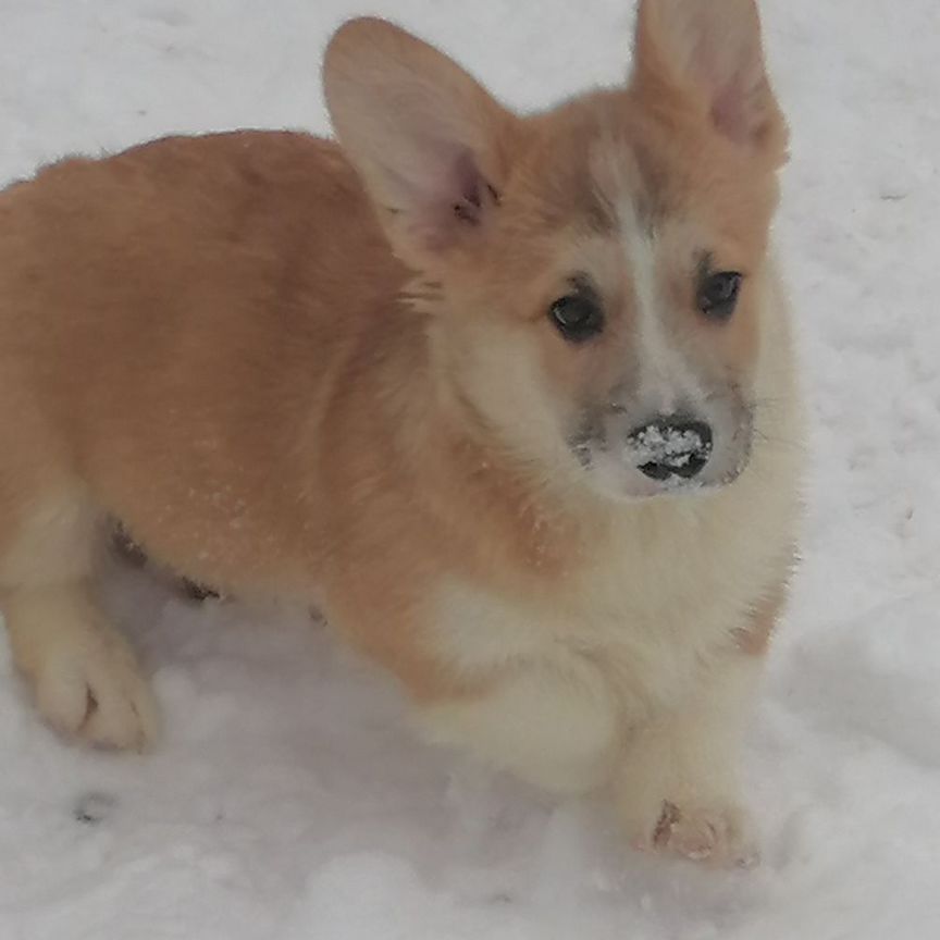 Брутальный мальчик Пемброк